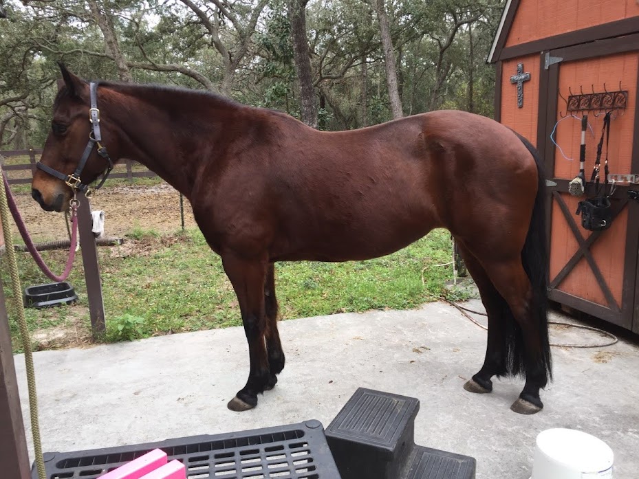 Our Animals - Whistling Oaks
